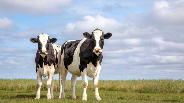 Alltech - Canada - Carbon Credits webinar 2024